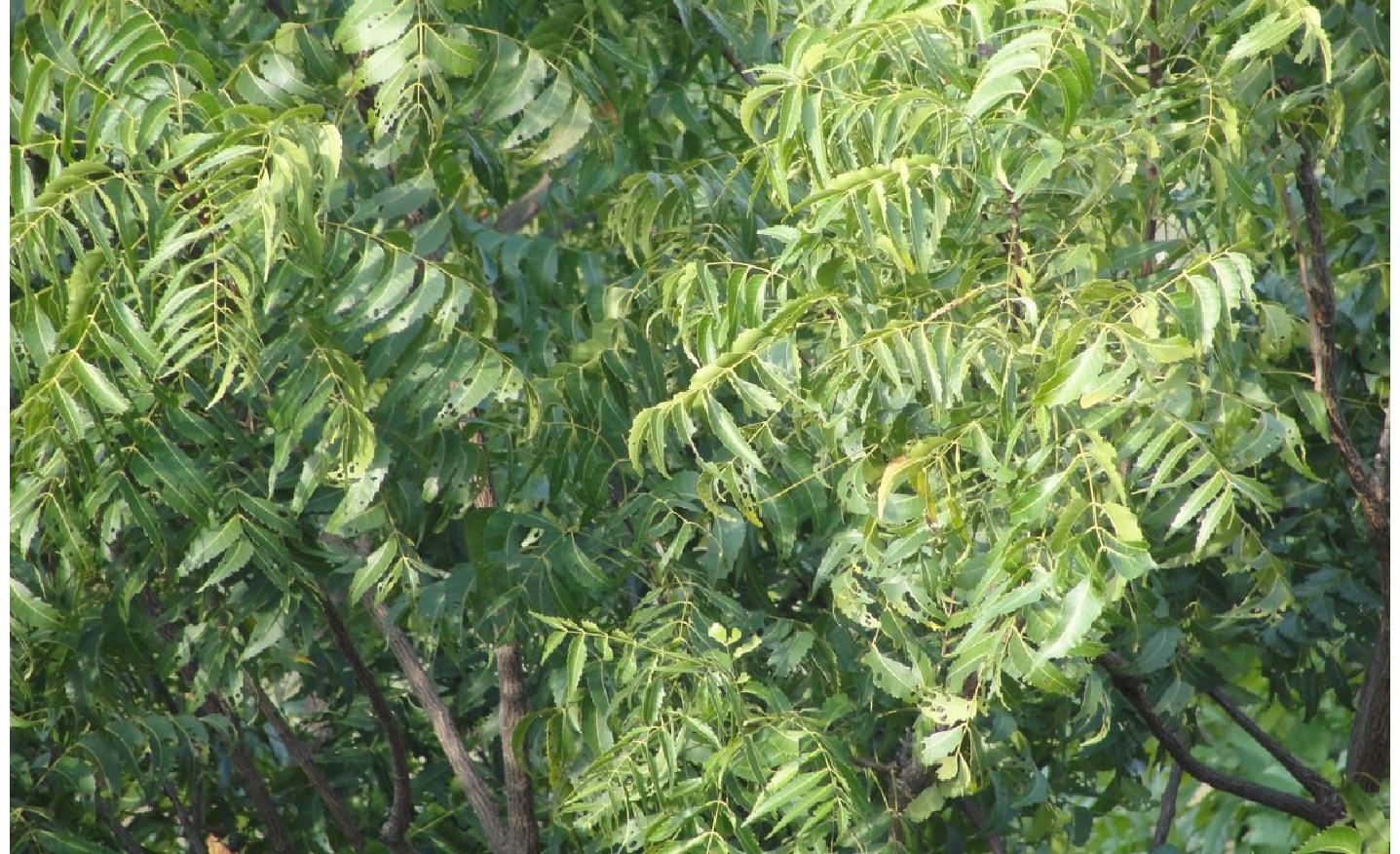 Home Remedies For Worms | Deworming Kids With Natural Medicines